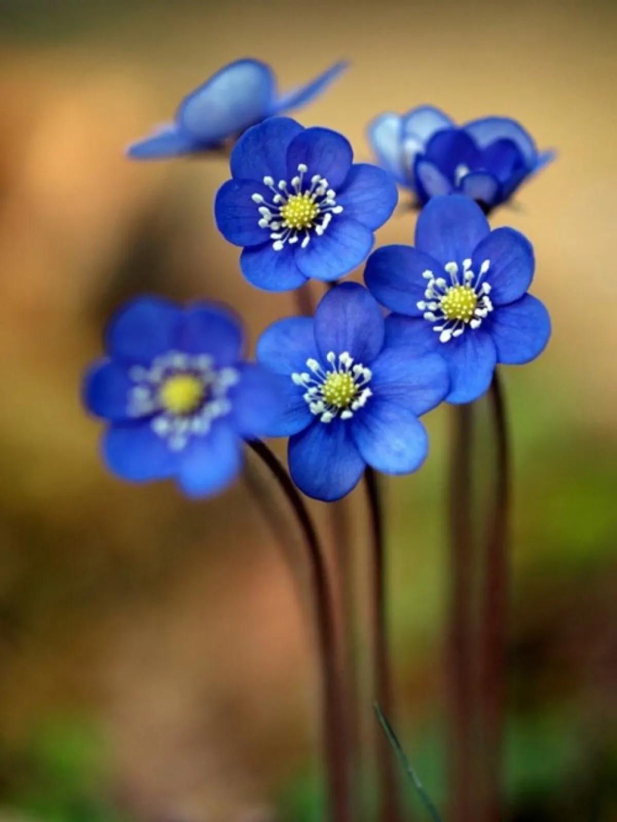 The most mysterious and dreamy blue flowers make people fall in love at ...