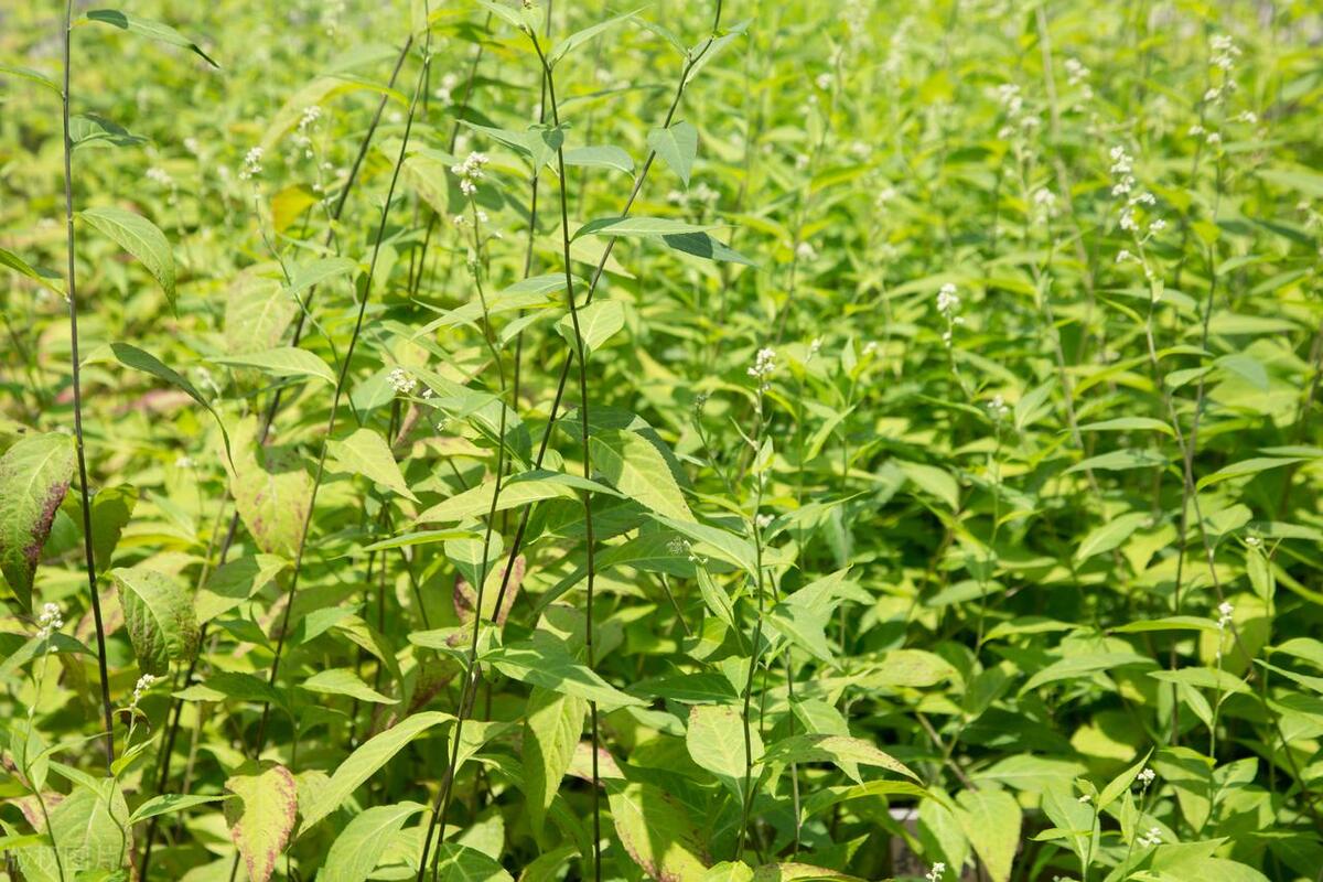 This grass is called "Liu Jinu", the only plant named after the emperor ...