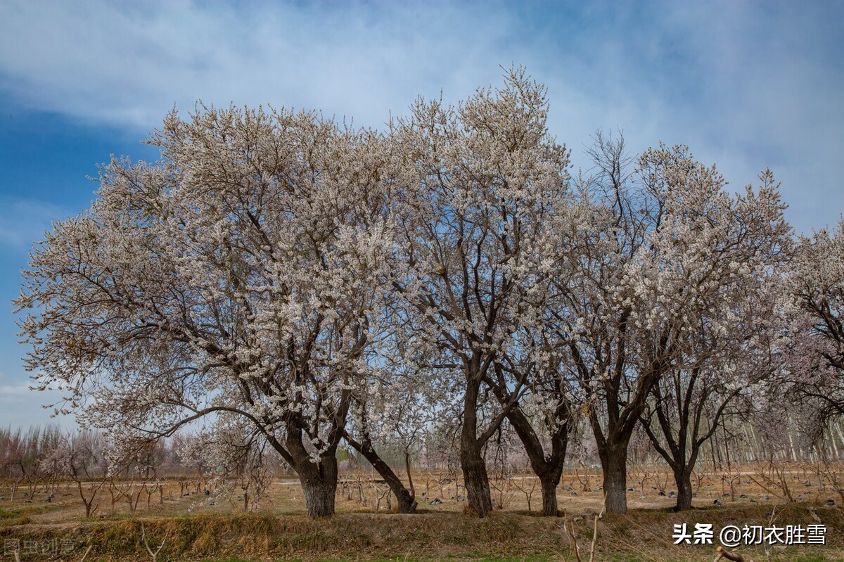 Six beautiful poems about apricot blossoms in the Tang Dynasty - iNEWS