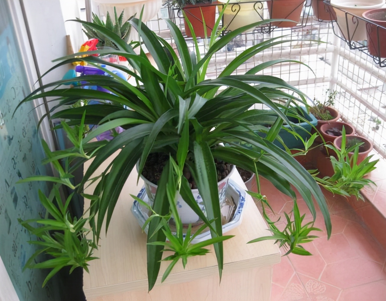 5 kinds of recognized "drug abuse flowers", both good-looking and easy ...