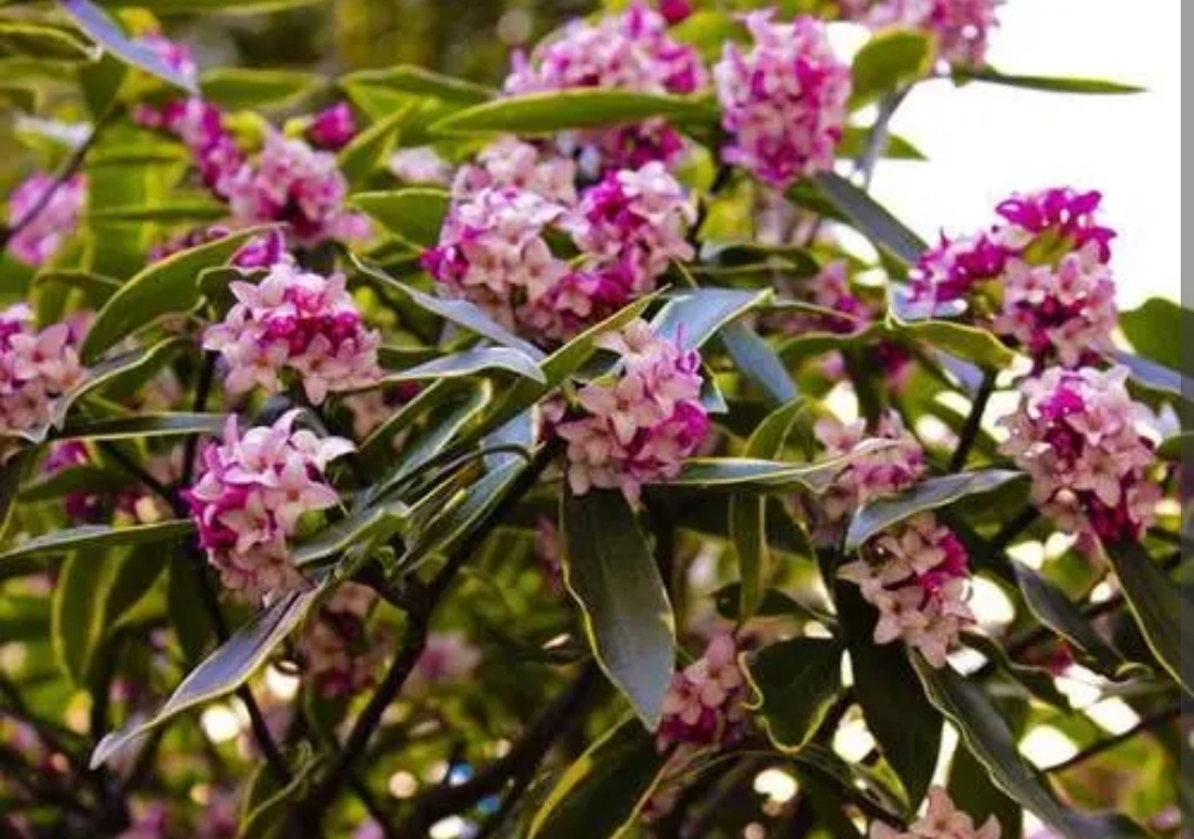 After September, 4 kinds of flowers begin to grow buds, do not prune ...