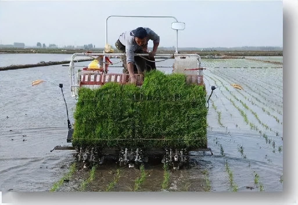 Vietnamese rice planting self-propelled transplanting technology, no ...