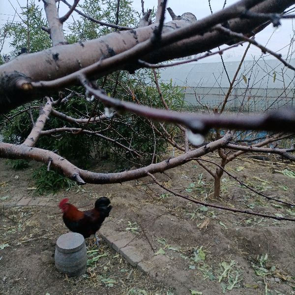 Seven words. "Meng Dong Xiaoyu" - iNEWS