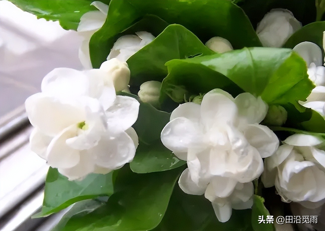 How many kinds of jasmine do you know? About the Jasmine family! - iNEWS