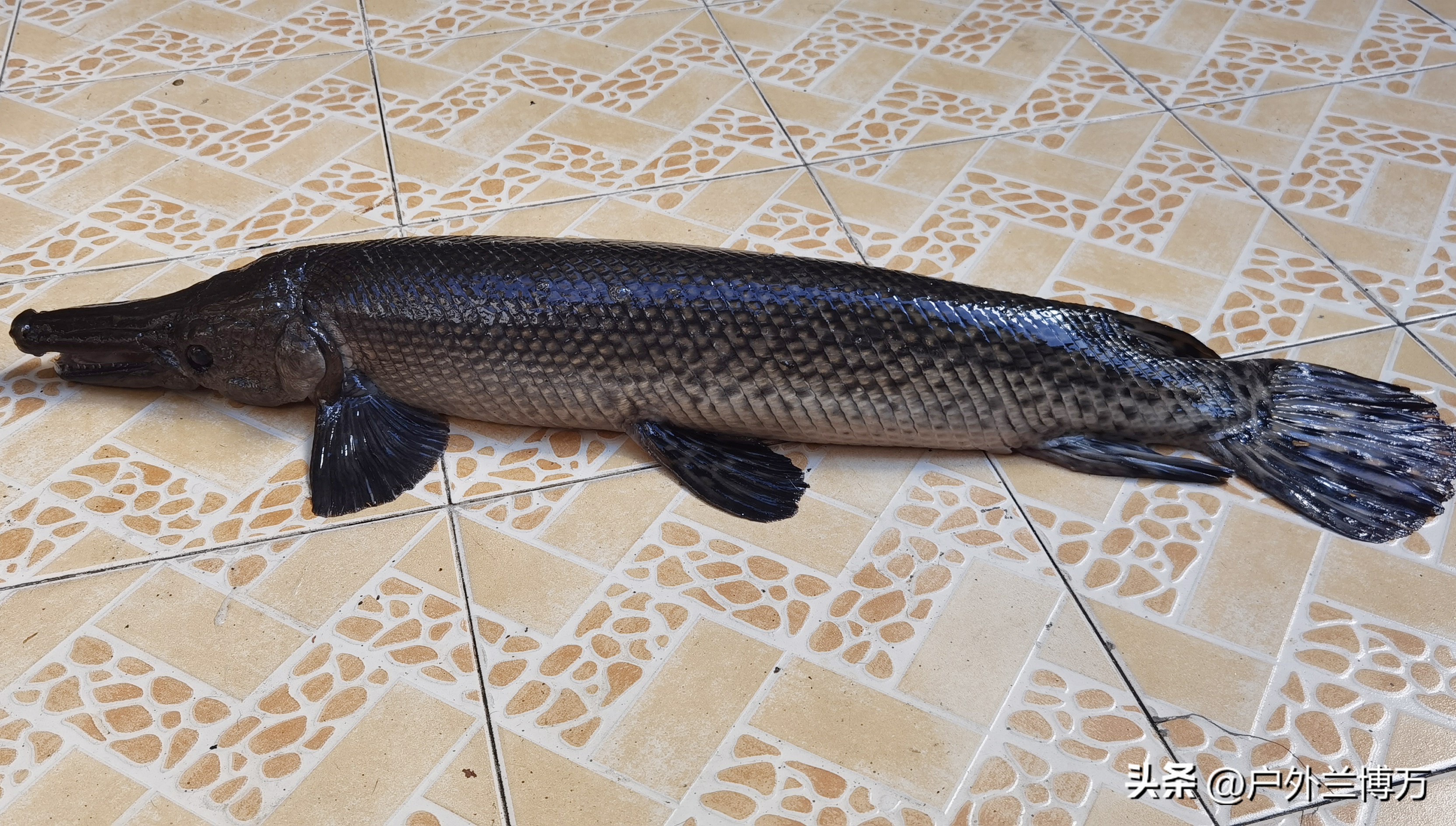 The harm of alligator gar is not only for aquatic creatures, but the ...