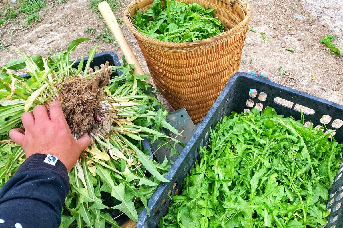 Tomb-sweeping Day is approaching, don't forget to eat the "Five ...