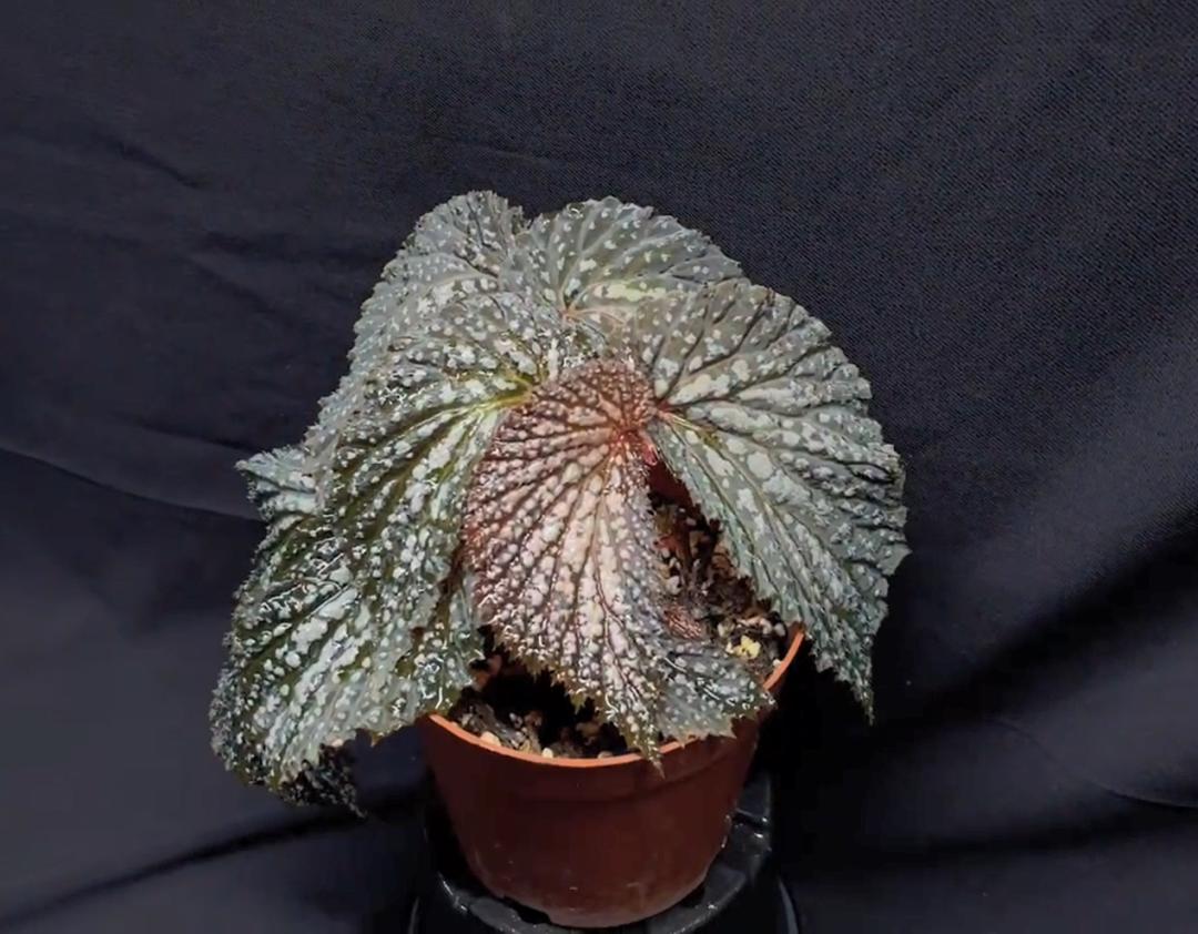 Why do begonias with dark temperament, mysterious parent, bright and ...