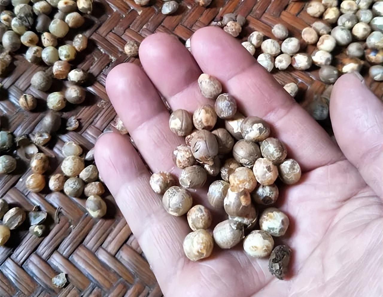 Oriental Magic Rice evolves into a bamboo rice giant, with a fragrant 2 ...