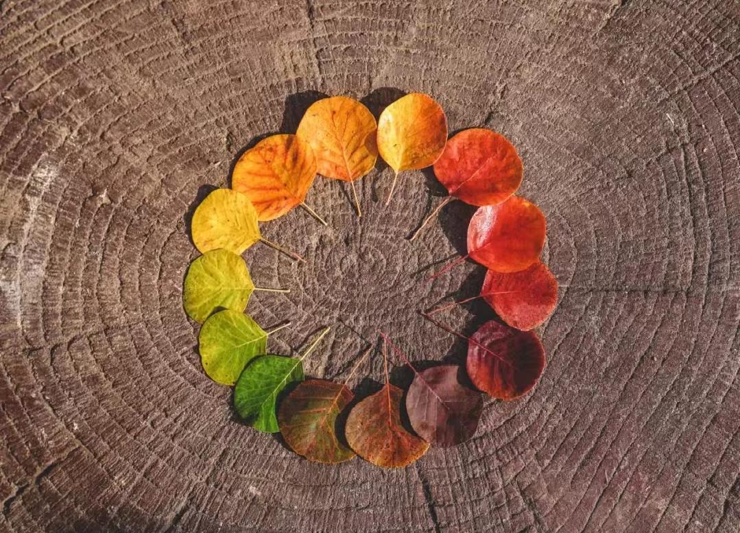 The most beautiful two weeks of colorful leaves in the mountains!These ...