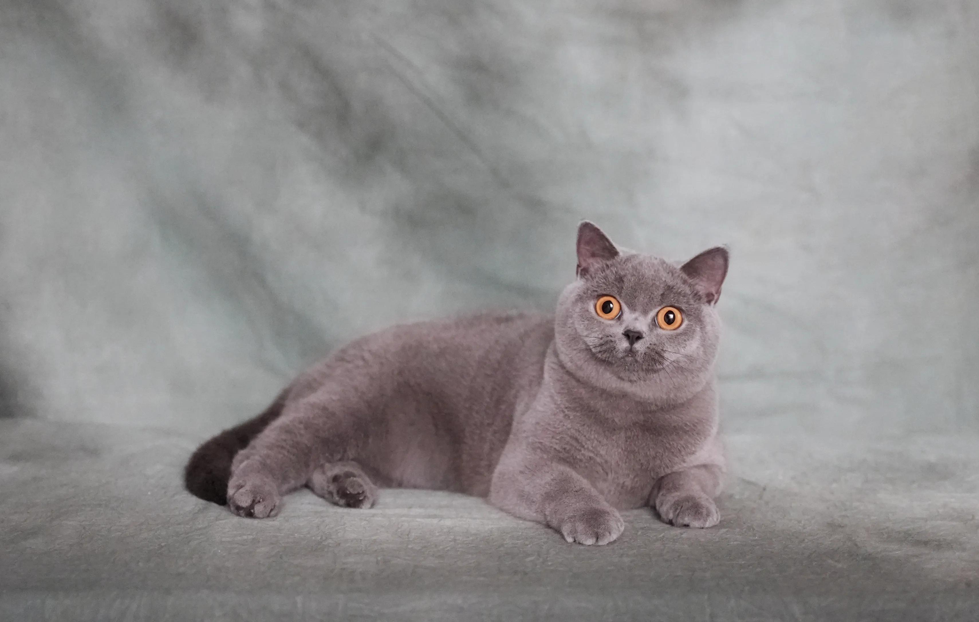 How to find a regular cattery for perfect avoidance - iNEWS