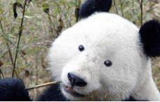 If the panda had no dark circles - iNEWS