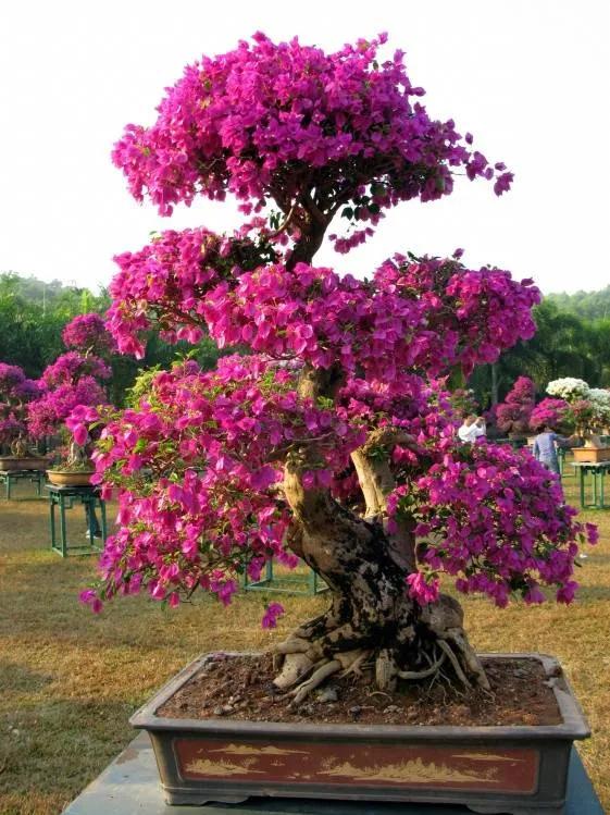 17 types of flower bonsai that you can't put it down, the first three ...