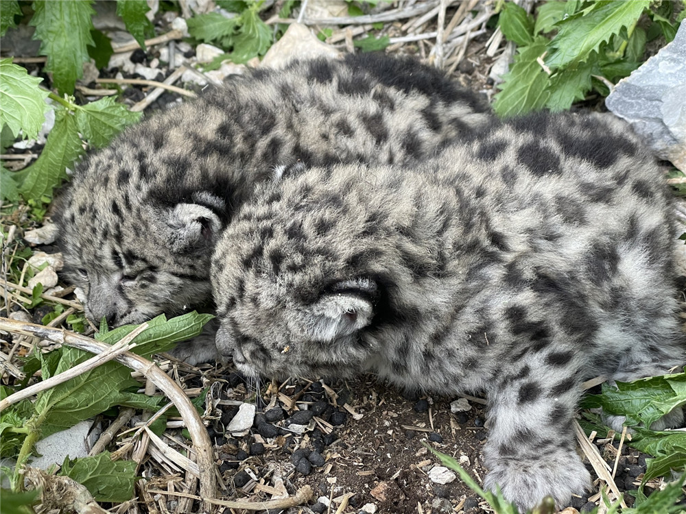 Two little snow leopards were found in Ganzi, Sichuan, hiding in the ...