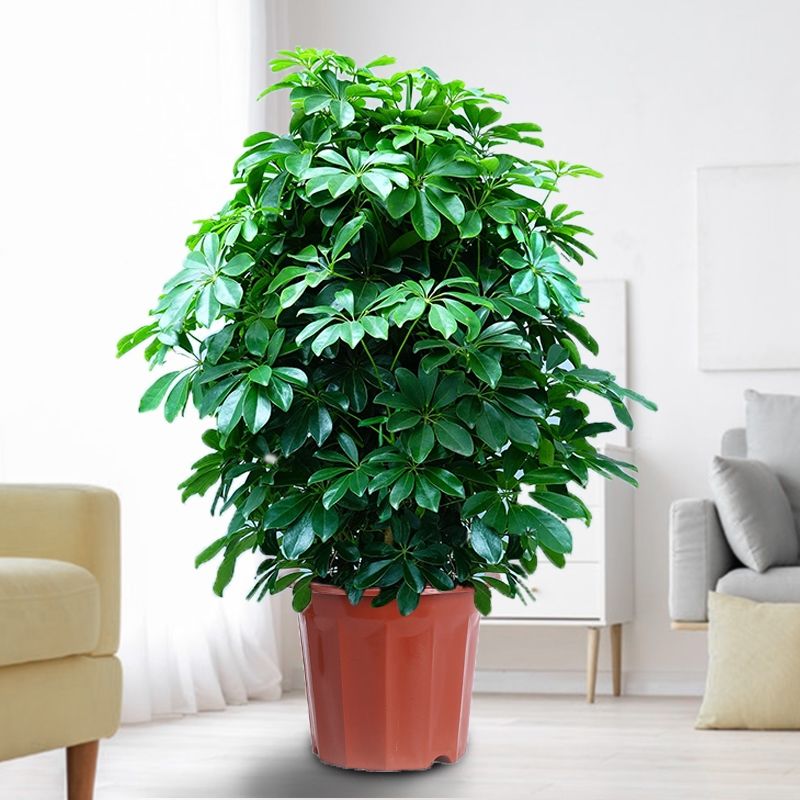 "There are trees at home, nine out of ten are rich", four kinds of ...