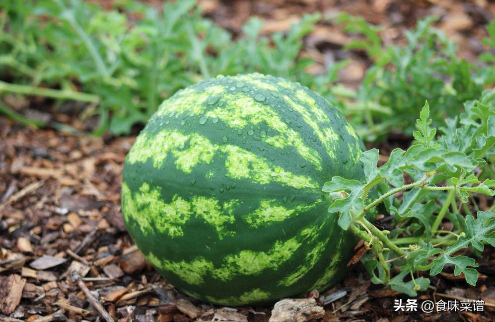 Don't throw away the leftover watermelon rinds. Let me teach you how to ...