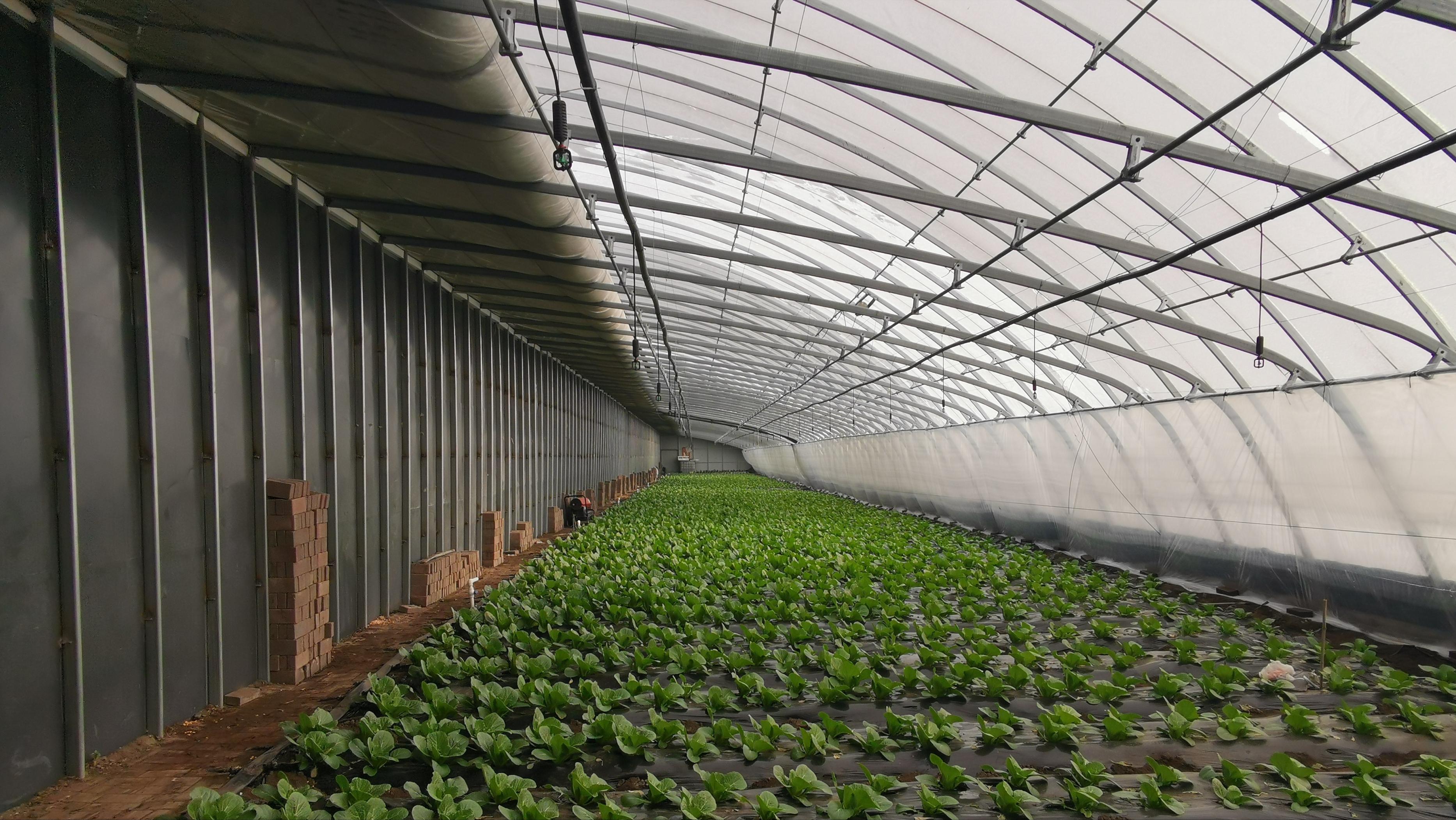 Greenhouse, how to prevent low temperature damage? These methods must ...