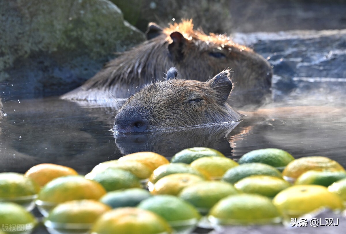 Capybaras can live in harmony with other animals - iNEWS