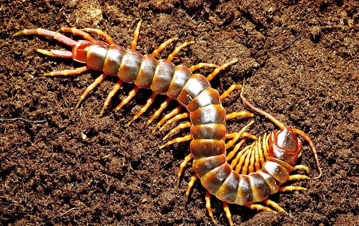 Centipede bites are very painful and few animals prey on them, but this ...