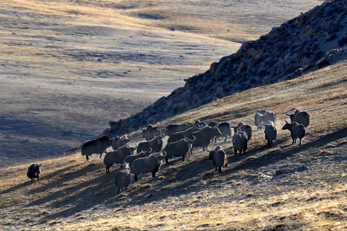 This is the real overlord of the Qinghai-Tibet Plateau! When the snow ...