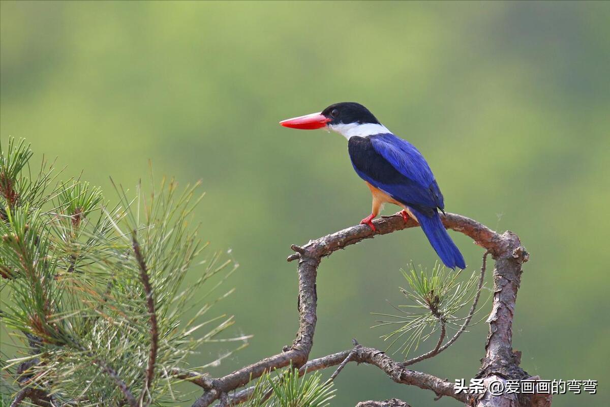 How beautiful is the emerald bird in Li Bai's poem? - iMedia
