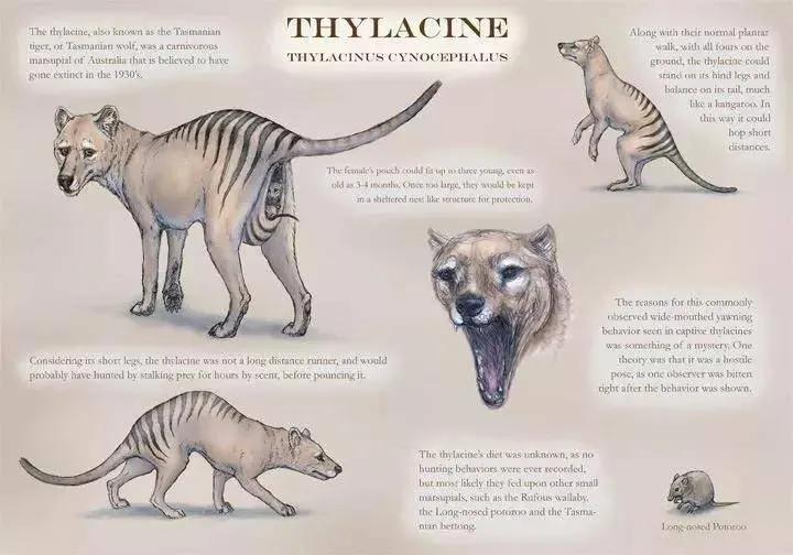 How Did The Thylacine That Lived For 4 Million Years Go Extinct Inews