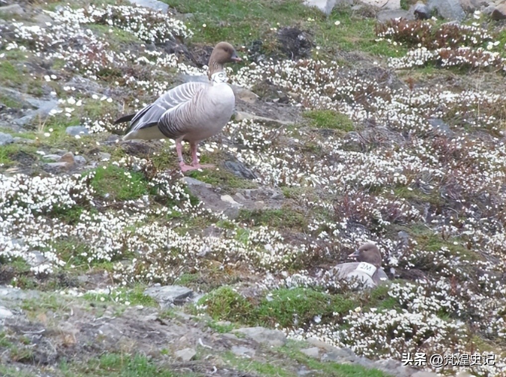 Nesting attempts and successes of arctic geese can be tracked with high ...
