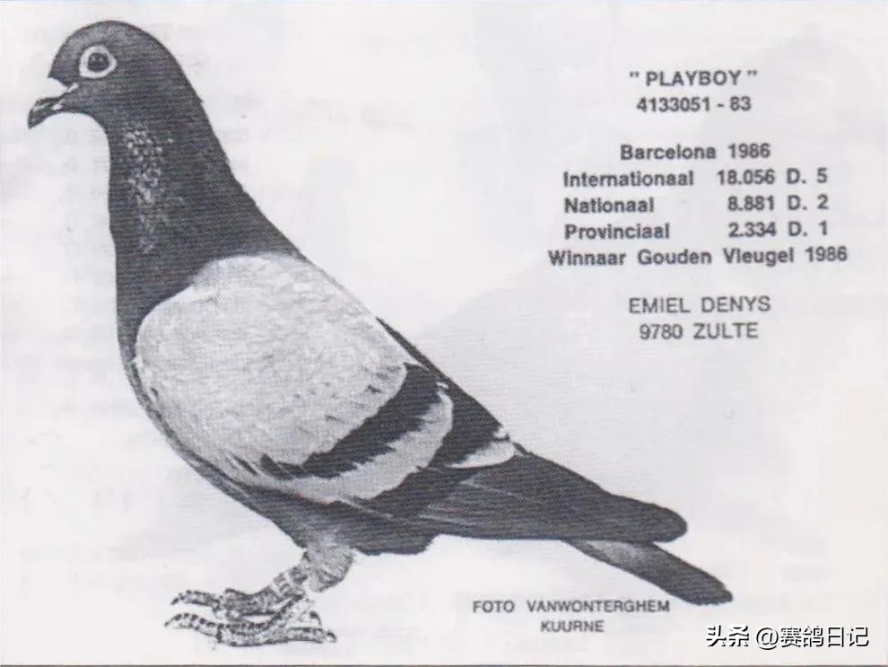 100 years of pigeon racing history "The Dennis family", with his Dennis ...