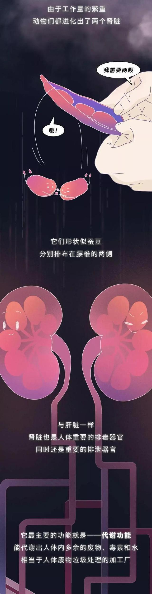 How is the kidney "emptied"?Comics reveal the whole process, it is ...