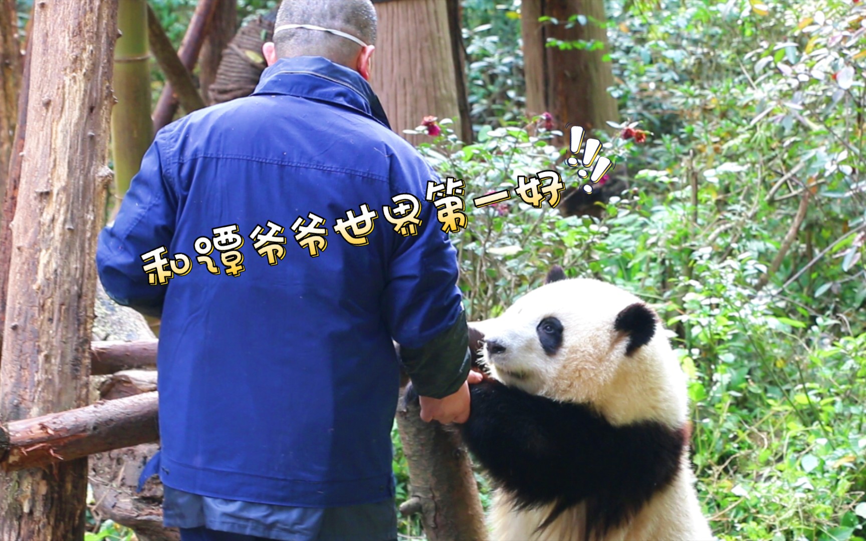 Tourists photographed giant panda Huahua climbing a tree. Netizens: It ...