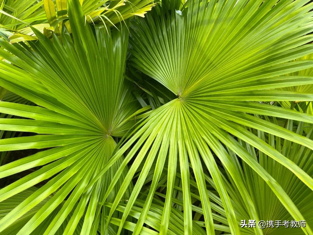 "Biology Column" Palmetto - iNEWS