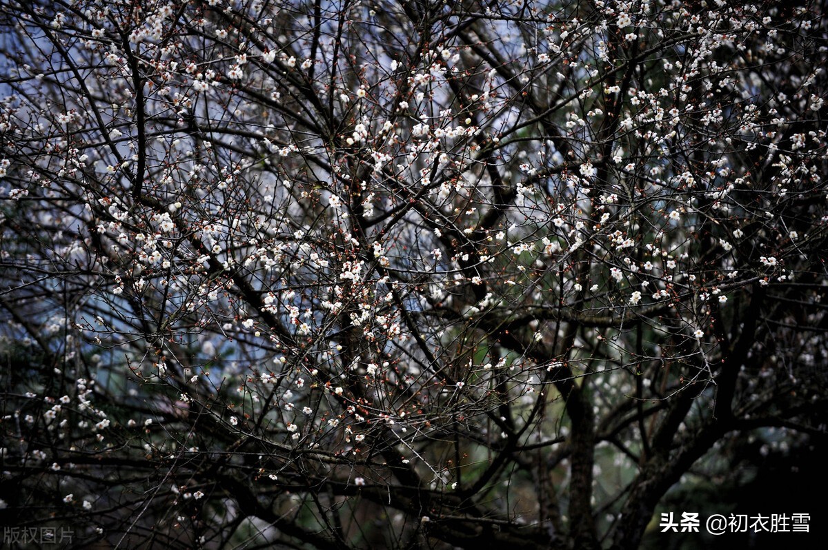 Six Plum Blossoms of Meiling in Su Shi's Later Years: Xiaohan's First ...