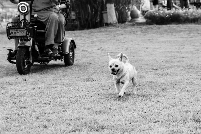The dog that grew up eating human flesh: the bloody years behind it ...