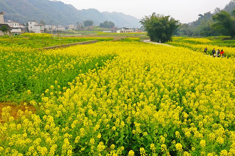 The breath of spring in Yibin is coming - iNEWS