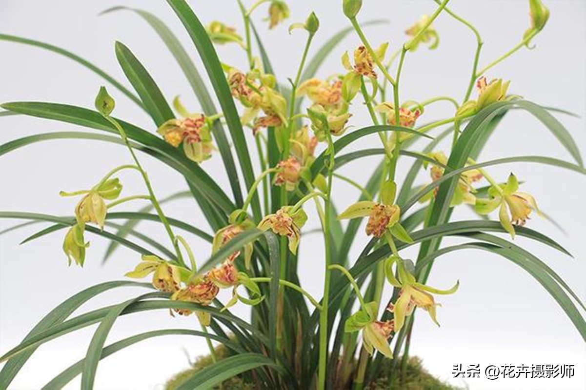 This orchid is worthy of being an "artifact of the town house". It is ...