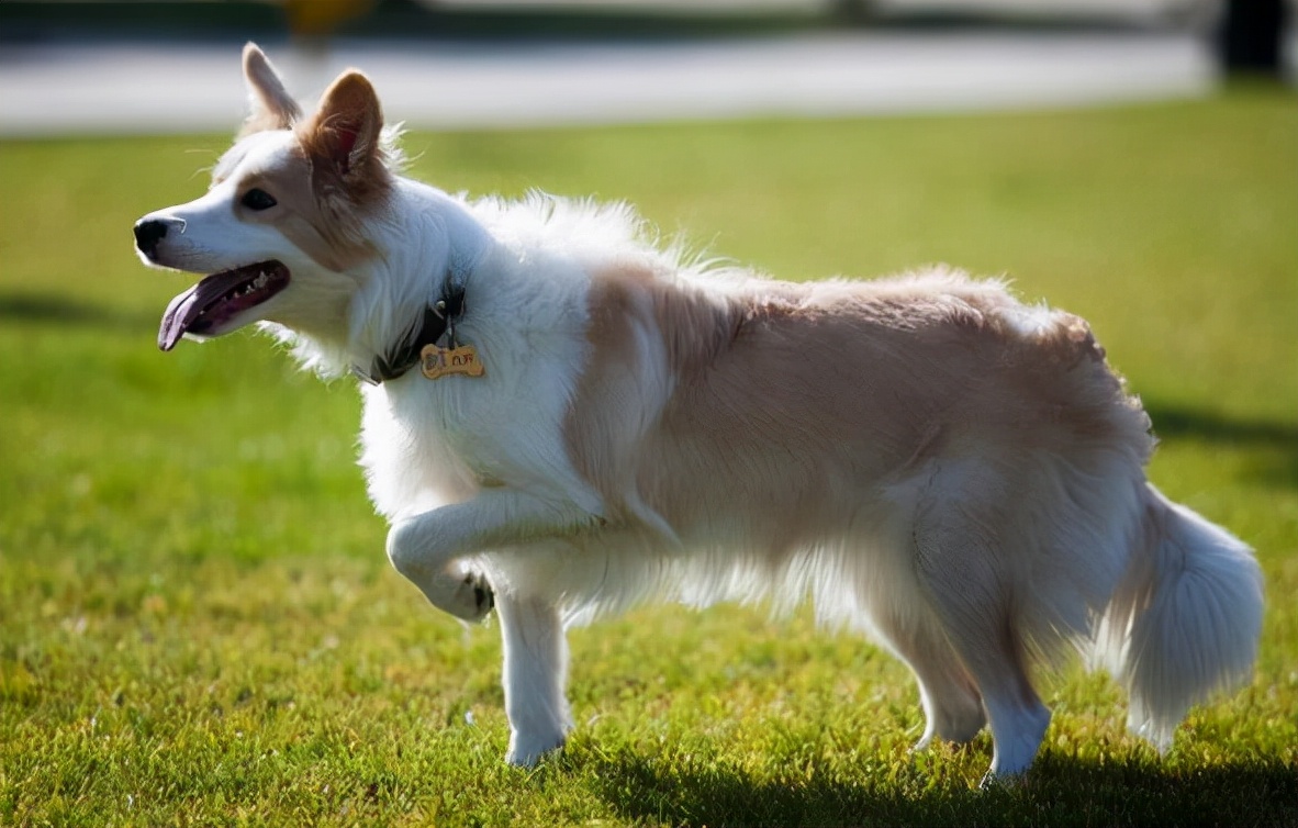 Bian Mu is a high IQ dog, why are there few people?The reason is like ...