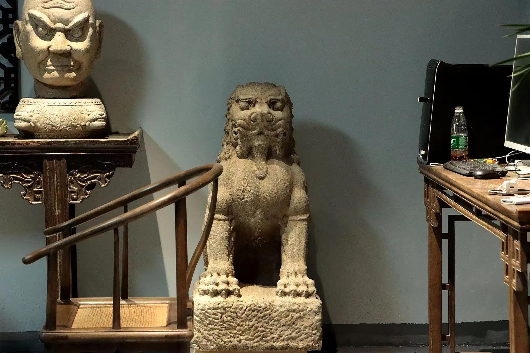 The old Tibetan male lion bluestone holds his chest high, his curly ...