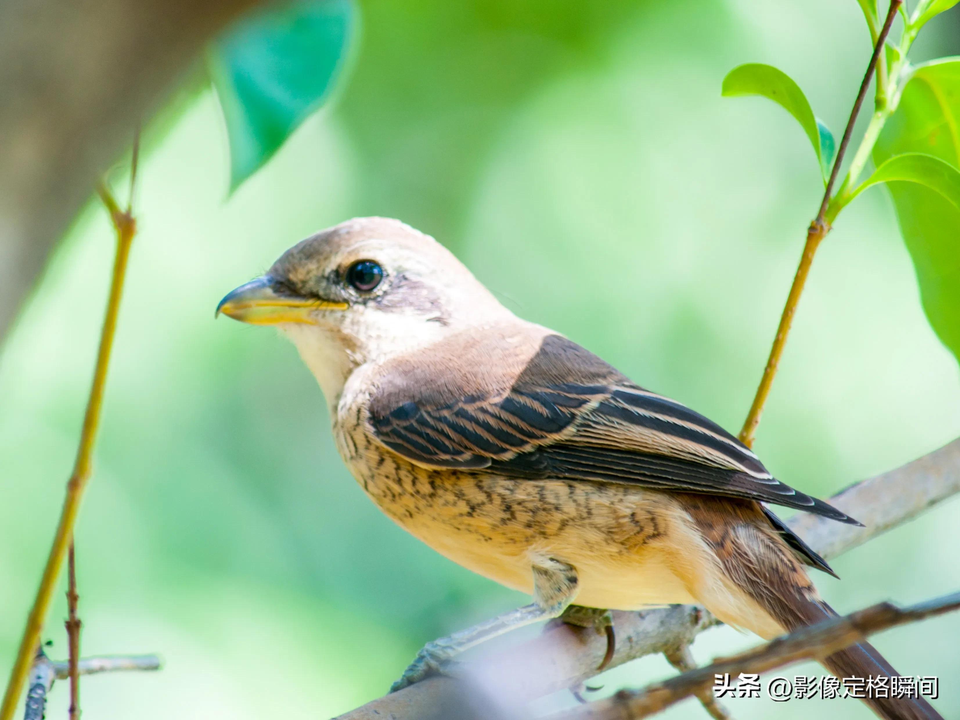 Common birds (small birds) that can be photographed around Xi'an - iNEWS
