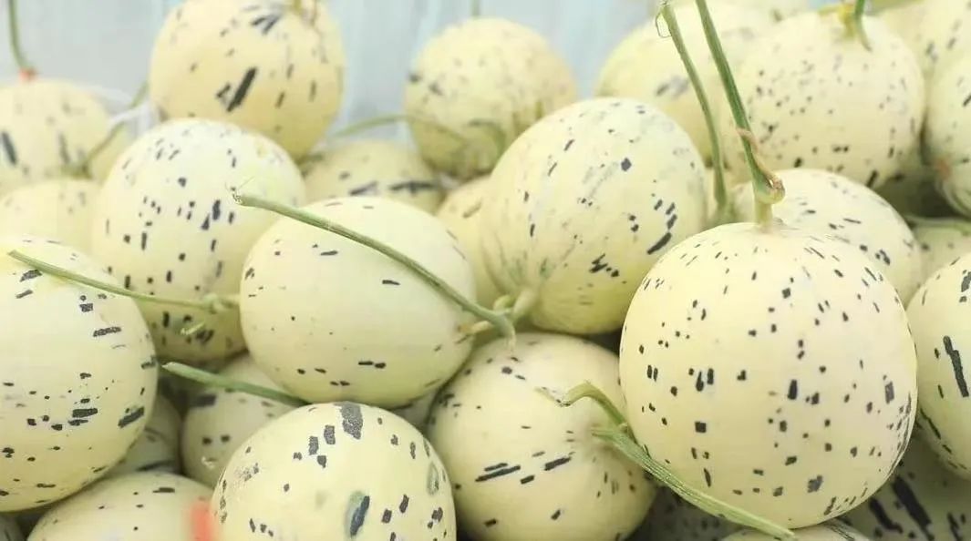 Melon is "sweet" and "famous": a brand that has lasted for more than ...