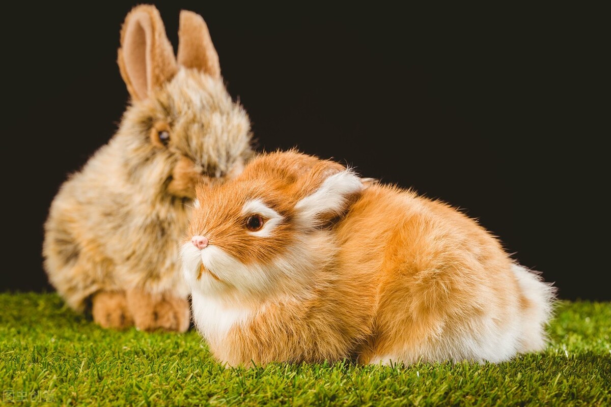 Rabbit fed probiotic diarrhea - iNEWS