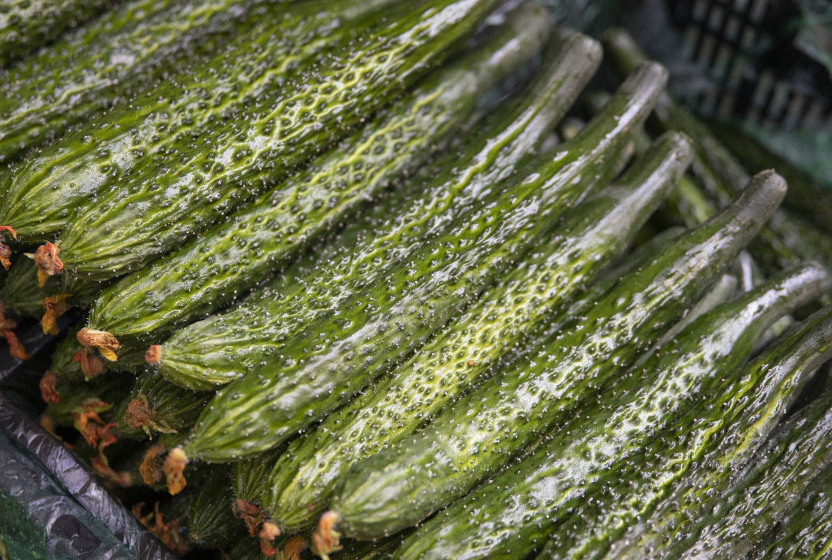 Cucumber market season, there are ways to choose, keep in mind 5 tips ...