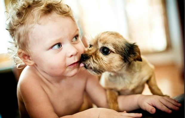 Dogs have the greatest sincerity to humans: they have the gene for ...