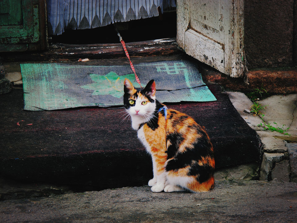 The most unprovoked animal in the countryside is a chained cat? How ...