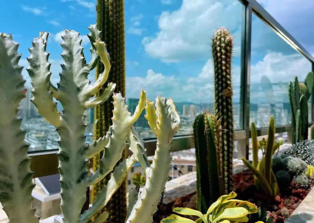 The types, characteristics and functions of cacti will make you fall in ...