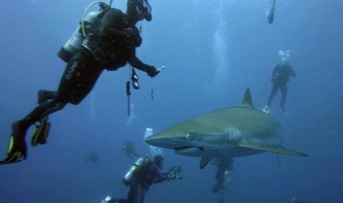 The thrilling adventure of saving endangered sharks, what rescue ...
