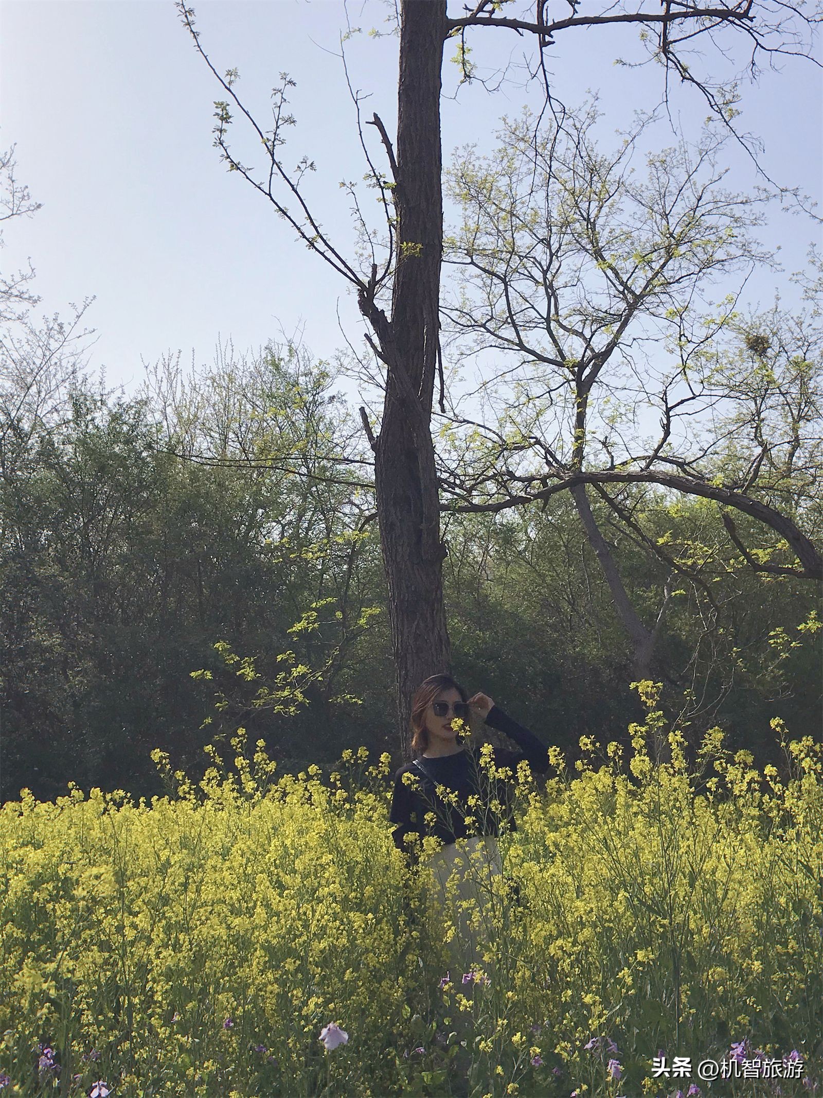 Rizhao Travel Notes, a detailed introduction to Rizhao Seaside Forest ...