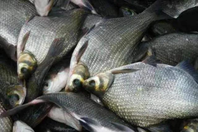 What do spring carp, summer carp, autumn mandarin fish and winter bream ...