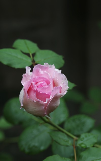 The Fujimoto rose "Angela" has a small yard at home, you must raise a ...