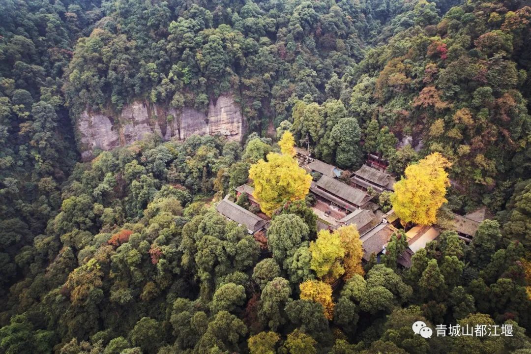 The latest Ginkgo map in 2022 is released!Dujiangyan's "7 Most ...