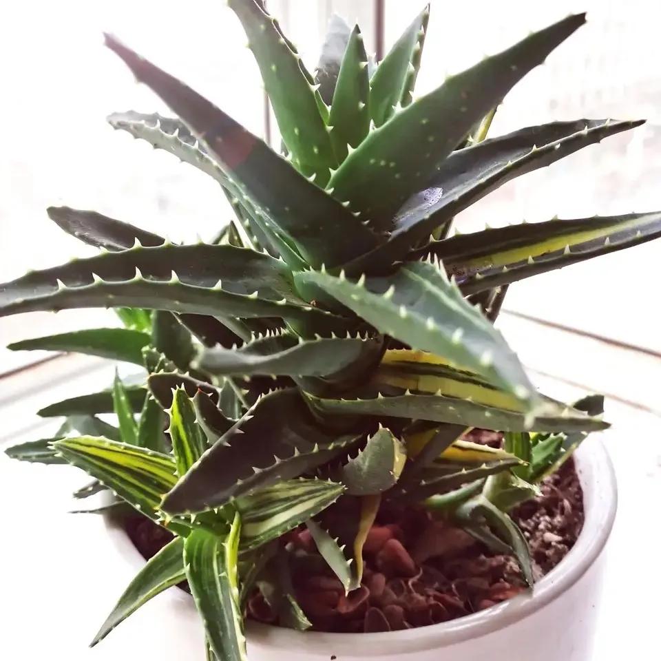 Use these 3 kinds of water to water flowers, the leaves will turn ...