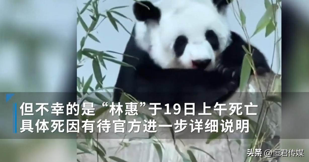 The 21-year-old giant panda Lin Hui in Thailand passed away, and the ...